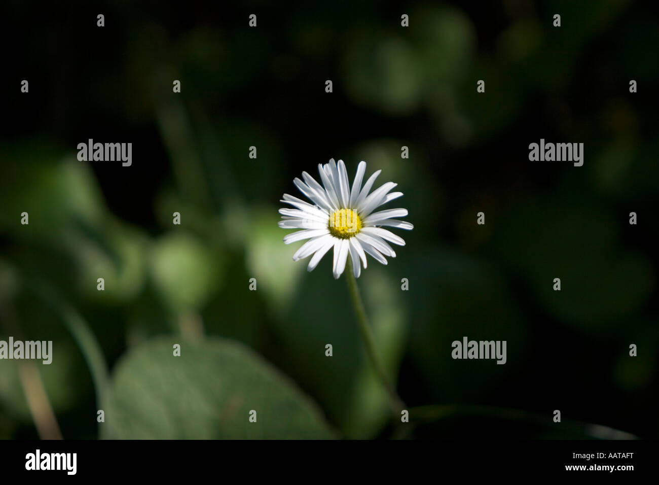 Alpine Daisy of the Sunflower Family (Italian Alps) Latin Name ...