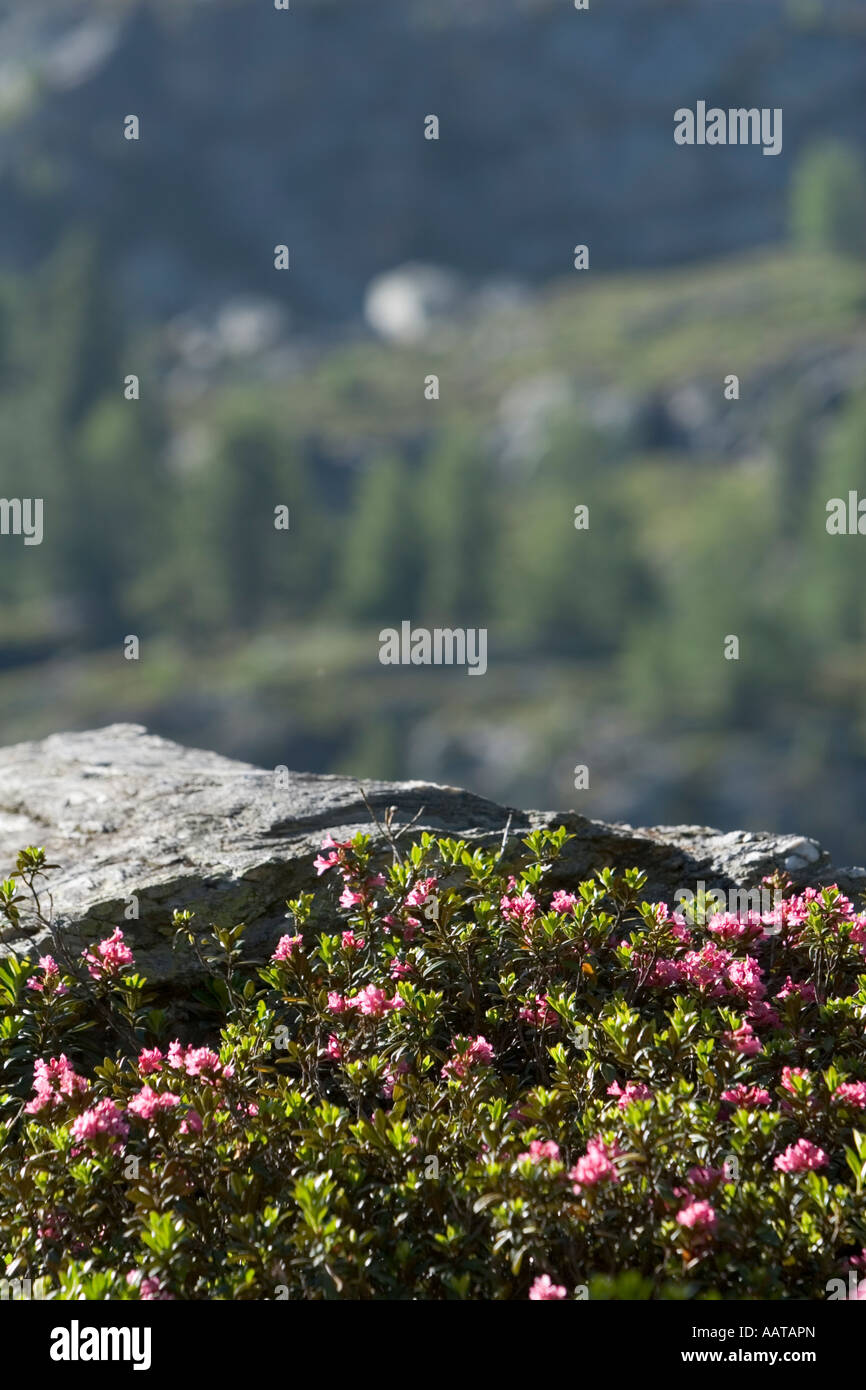 Alpenrose, or mountain rose in Val Martello, South Tyrol, Italian Alps ...