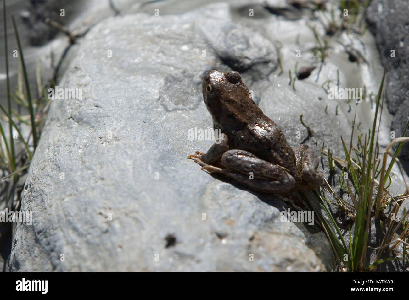 wet frog on silt of glacial river Stock Photo - Alamy