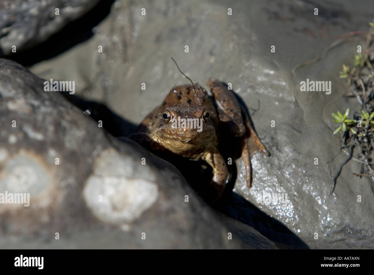 frog in silt of glacial river Stock Photo - Alamy