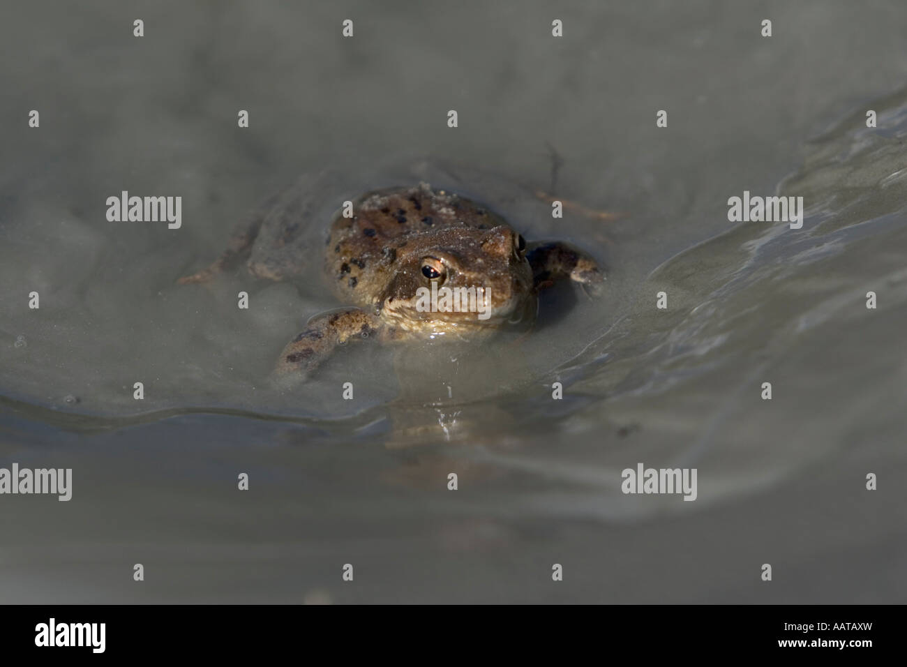 frog in silt of glacial river Stock Photo - Alamy