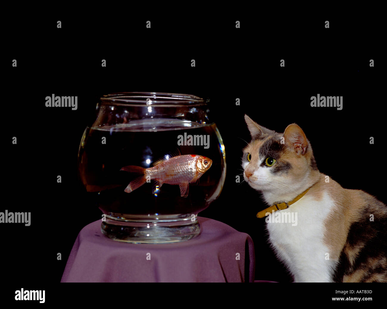 Humour fish hi-res stock photography and images - Alamy