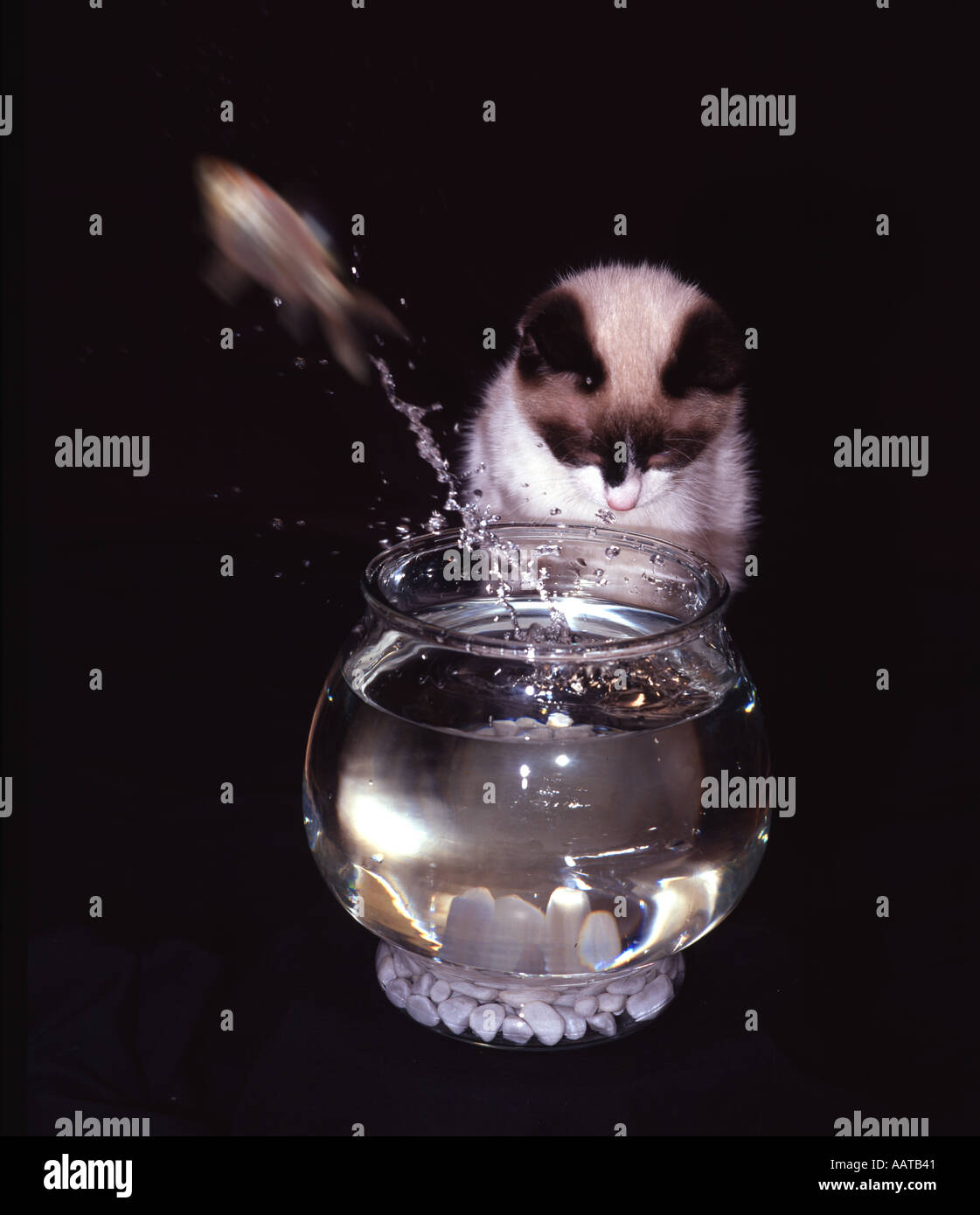 Intent cat looking at fish bowl - fish escaping Stock Photo - Alamy