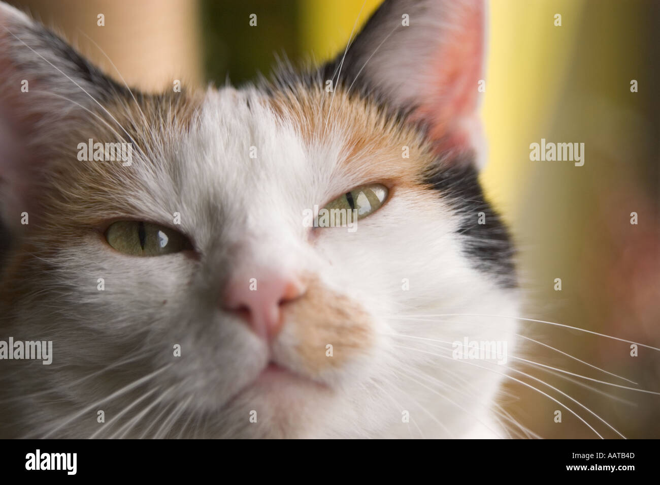 Cat looking close up hi-res stock photography and images - Alamy