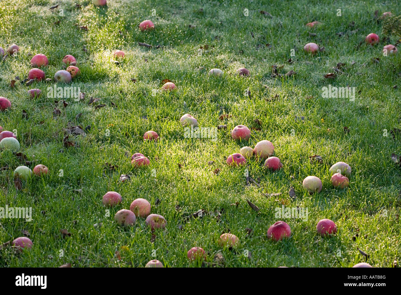 Burrow Hill Farm Somerset UK Julian Temperley Traditional cider apple ...