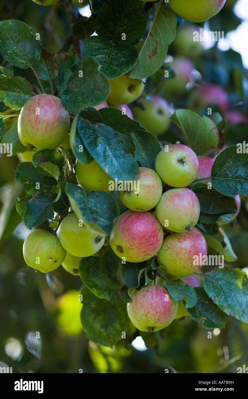 Burrow Hill Farm Somerset UK Julian Temperley Traditional cider apple ...