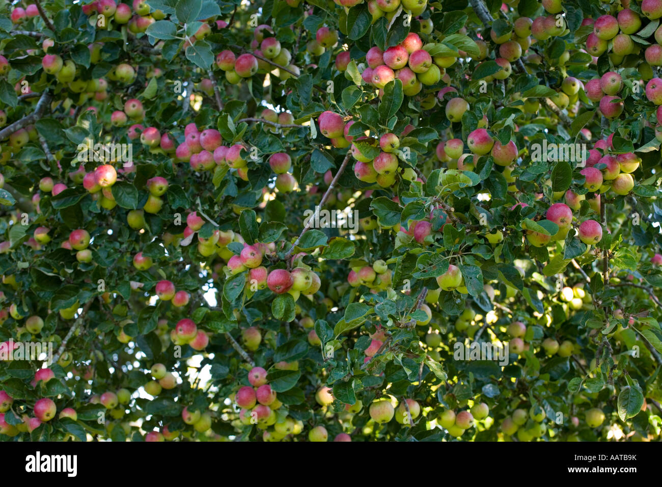 Burrow Hill Farm Somerset UK Julian Temperley Traditional cider apple ...