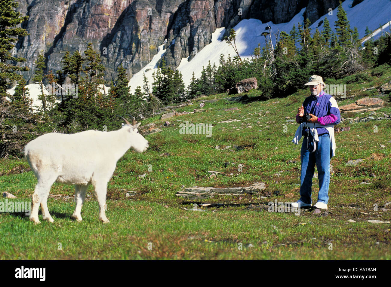 Elk273 1767 Montana Glacier National Park Logan Pass mountain goat with ...
