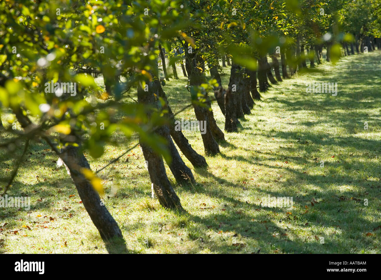 Burrow Hill Farm Somerset UK Julian Temperley Traditional cider apple ...