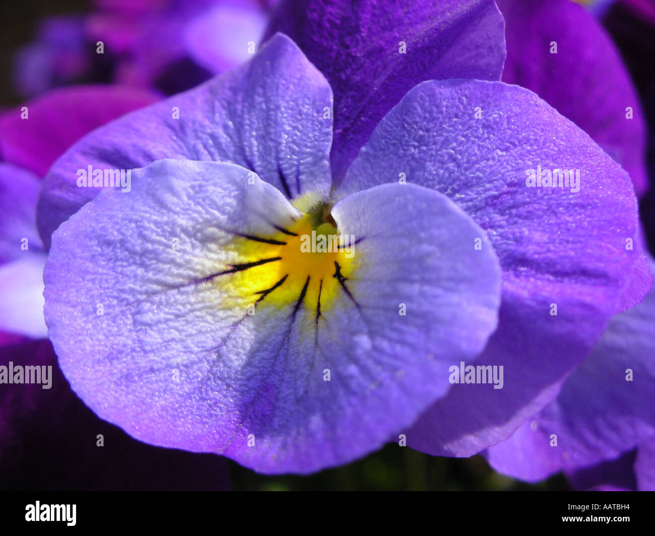 Shrub violets hi-res stock photography and images - Alamy