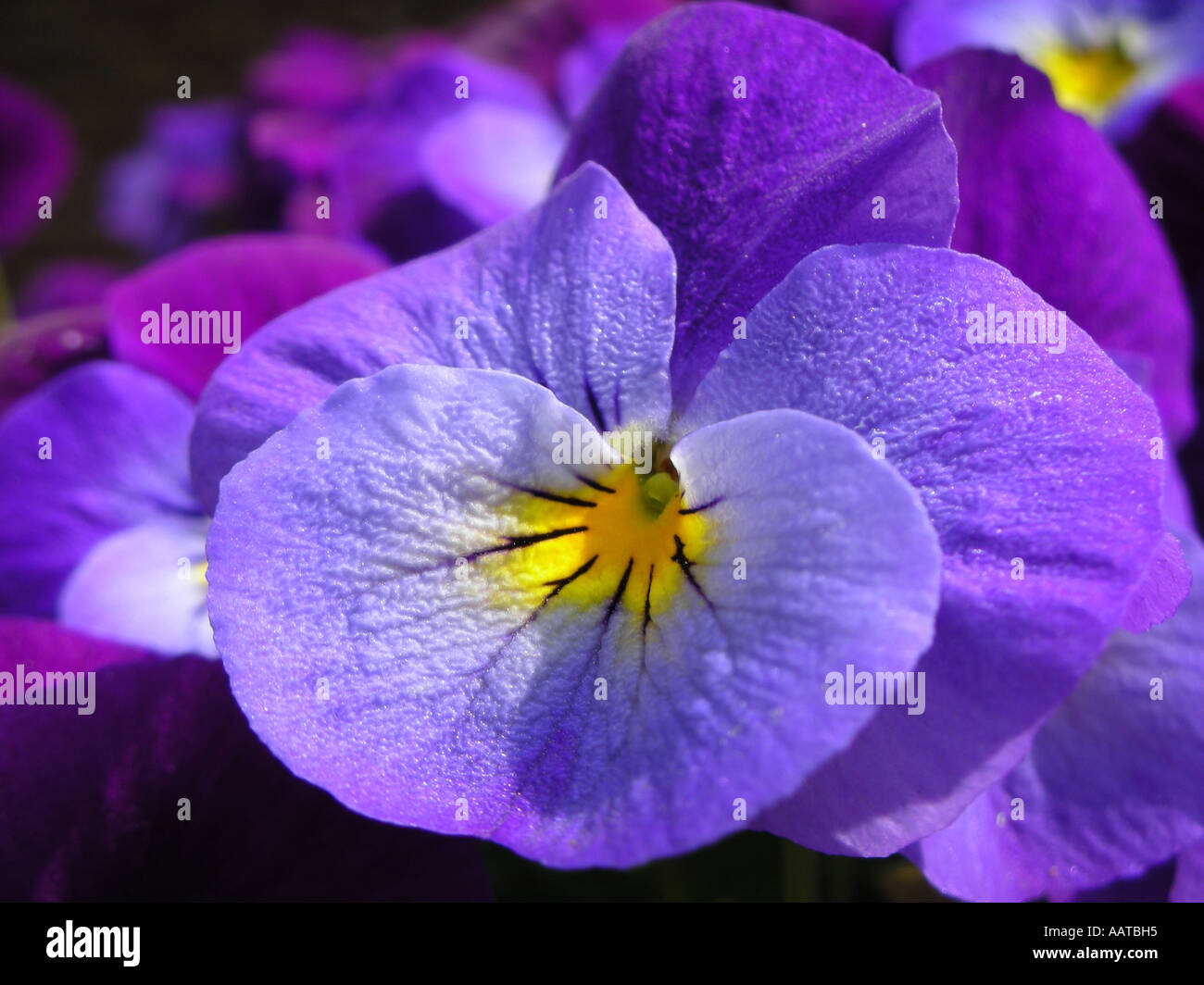 Shrub violets hi-res stock photography and images - Alamy