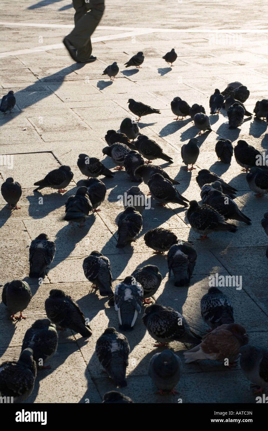 Venice Italy Pigeons in the Piazzetta San Marco Stock Photo - Alamy