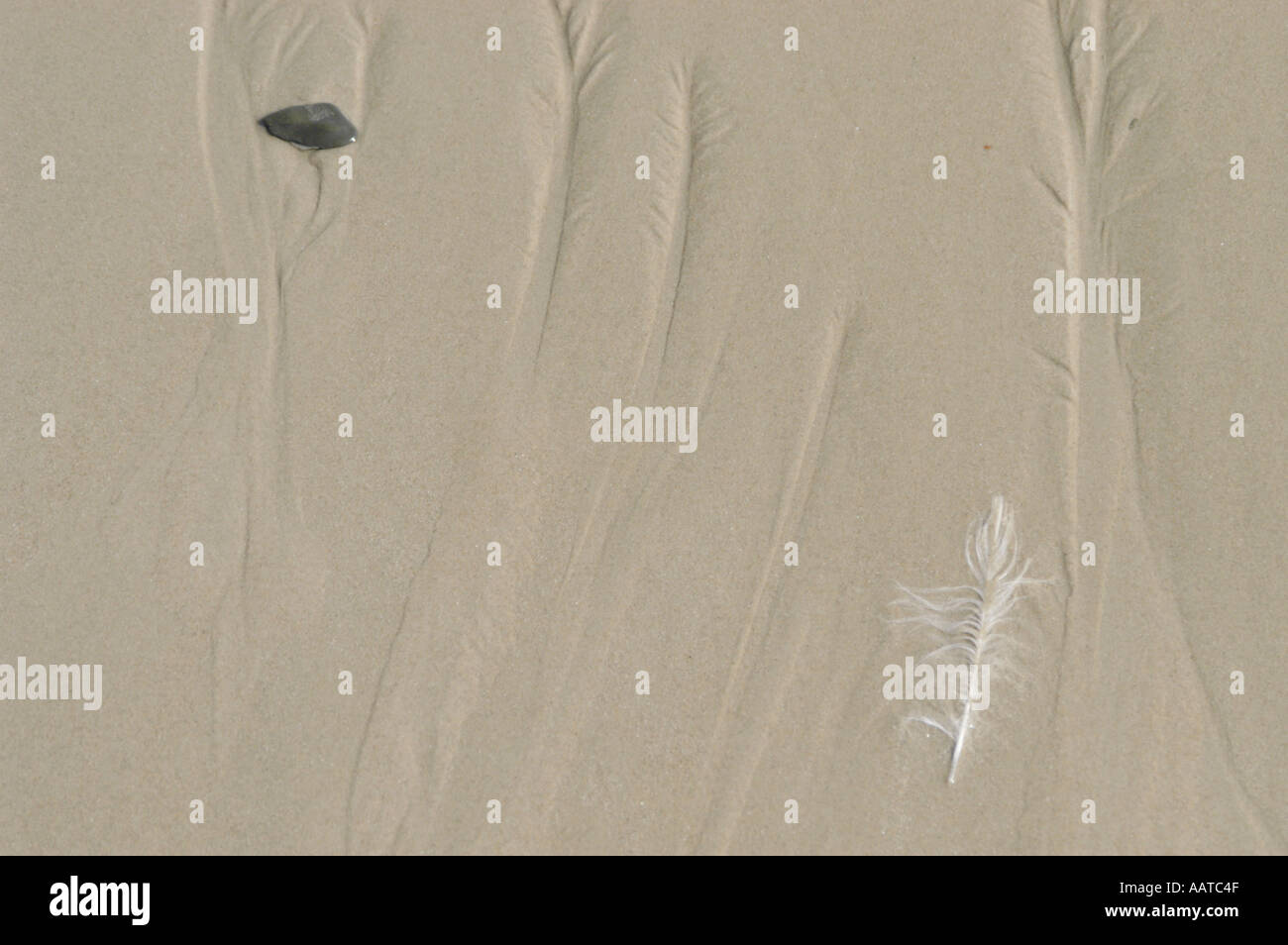 Patterns pebble and white feather in wet sand Stock Photo - Alamy