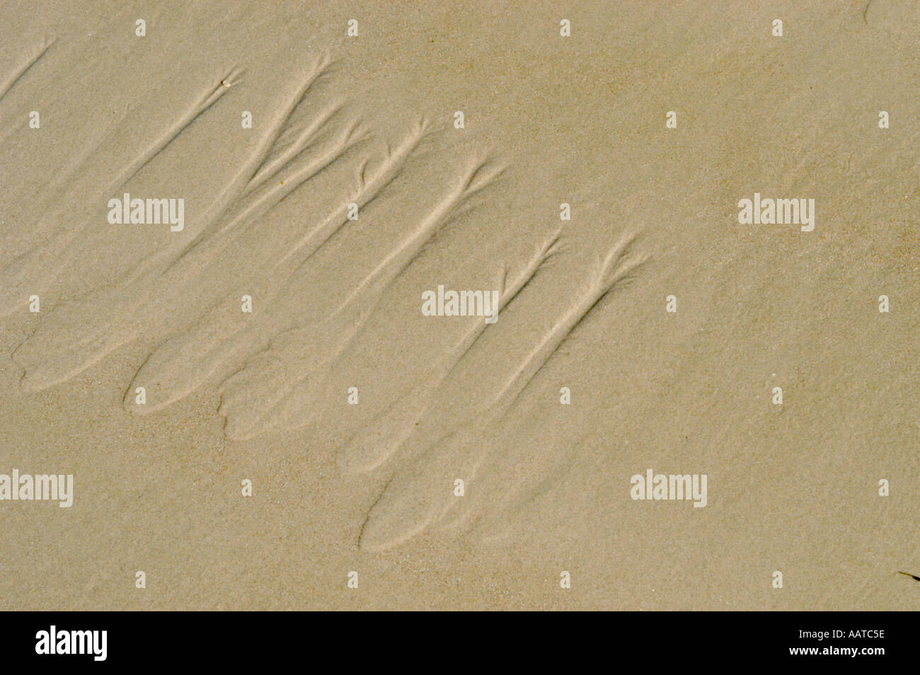 Natural patterns in the sand Stock Photo - Alamy