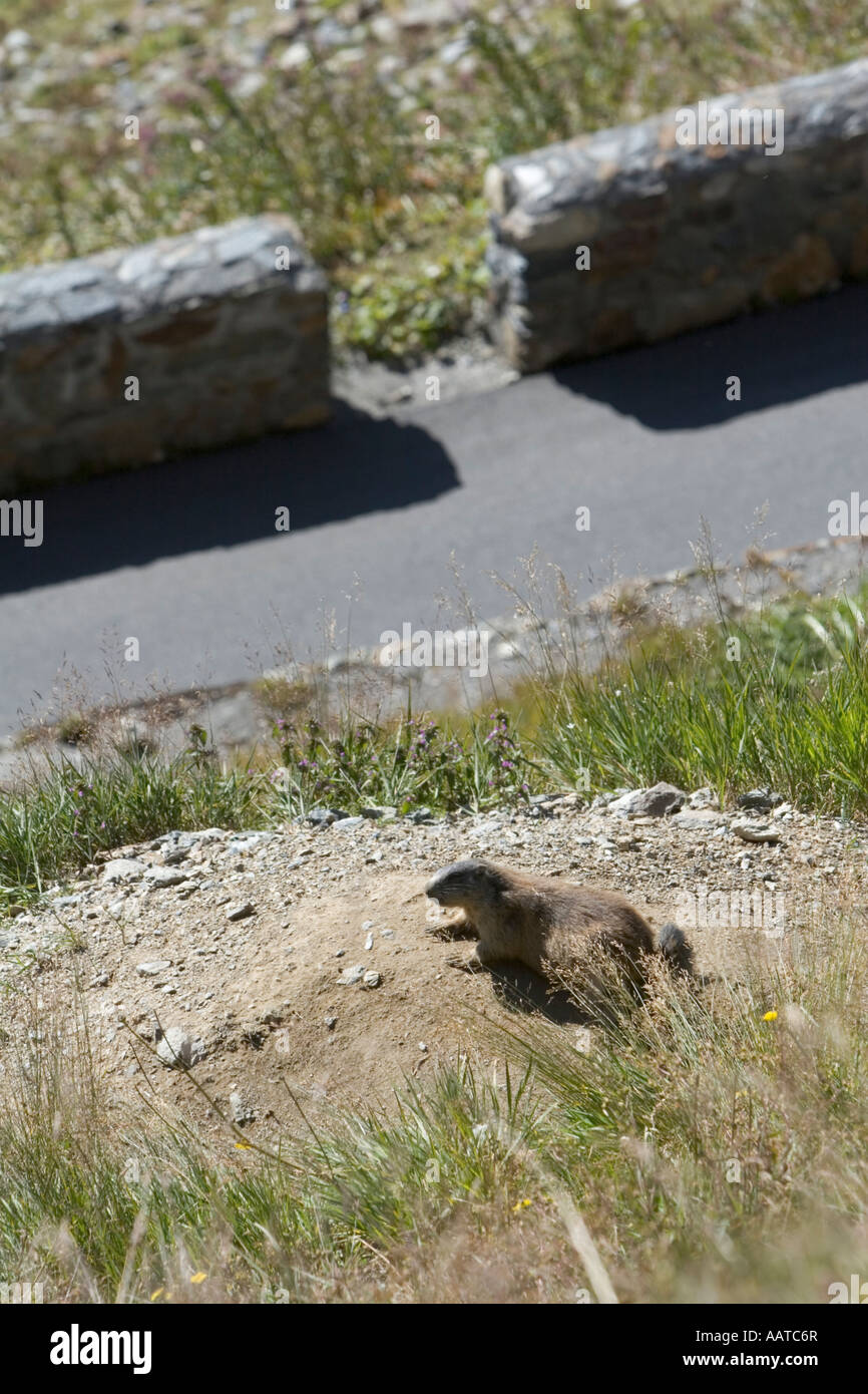 Marmotte cycling hi-res stock photography and images - Alamy