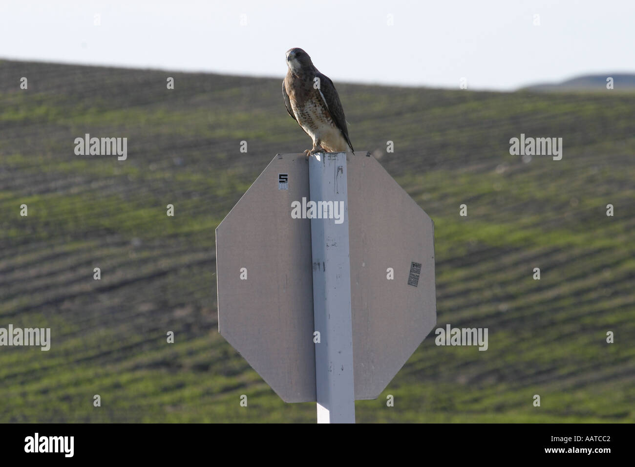 Hawks on a sign hi-res stock photography and images - Alamy