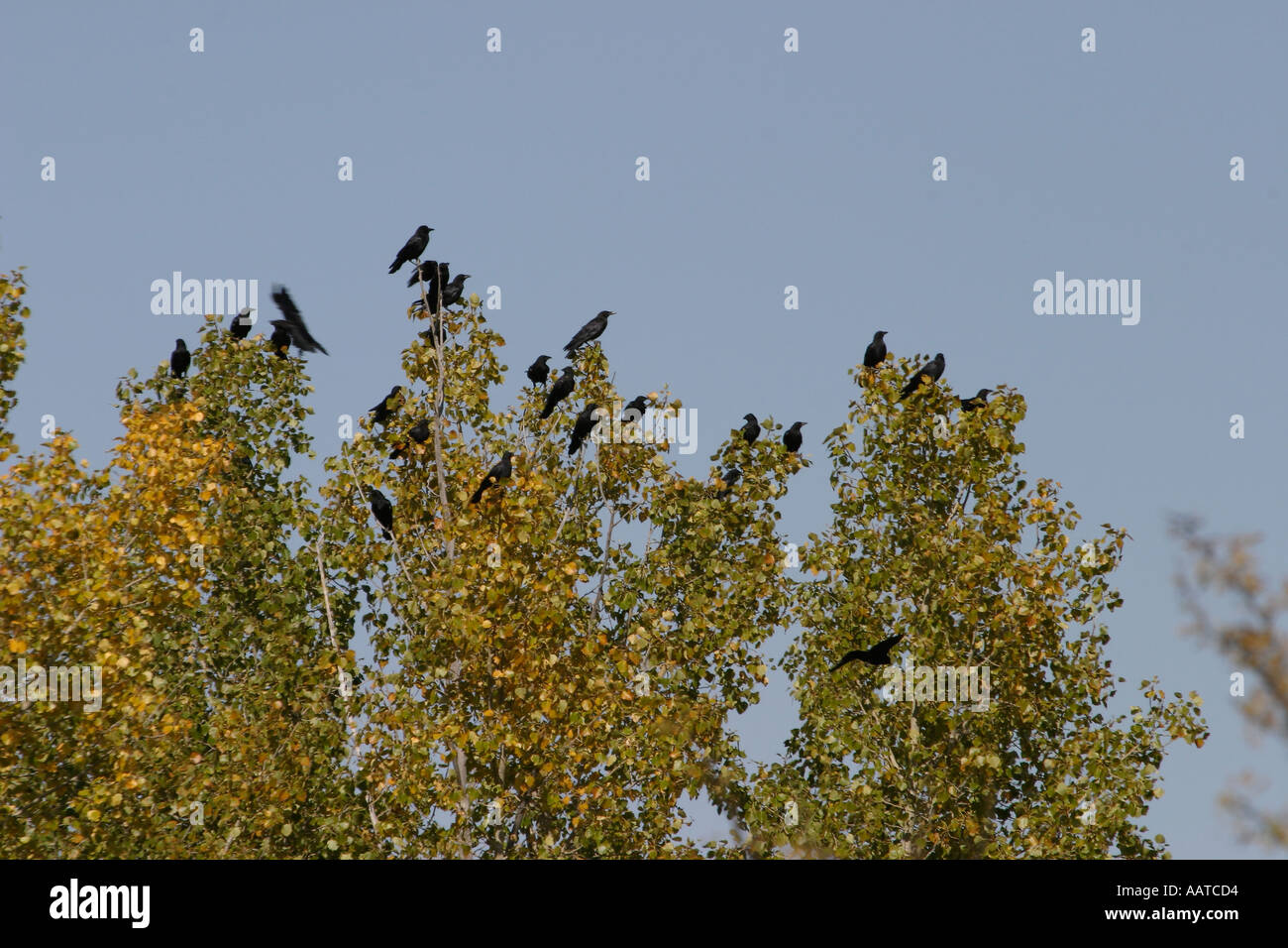 Murder of crows hi-res stock photography and images - Alamy