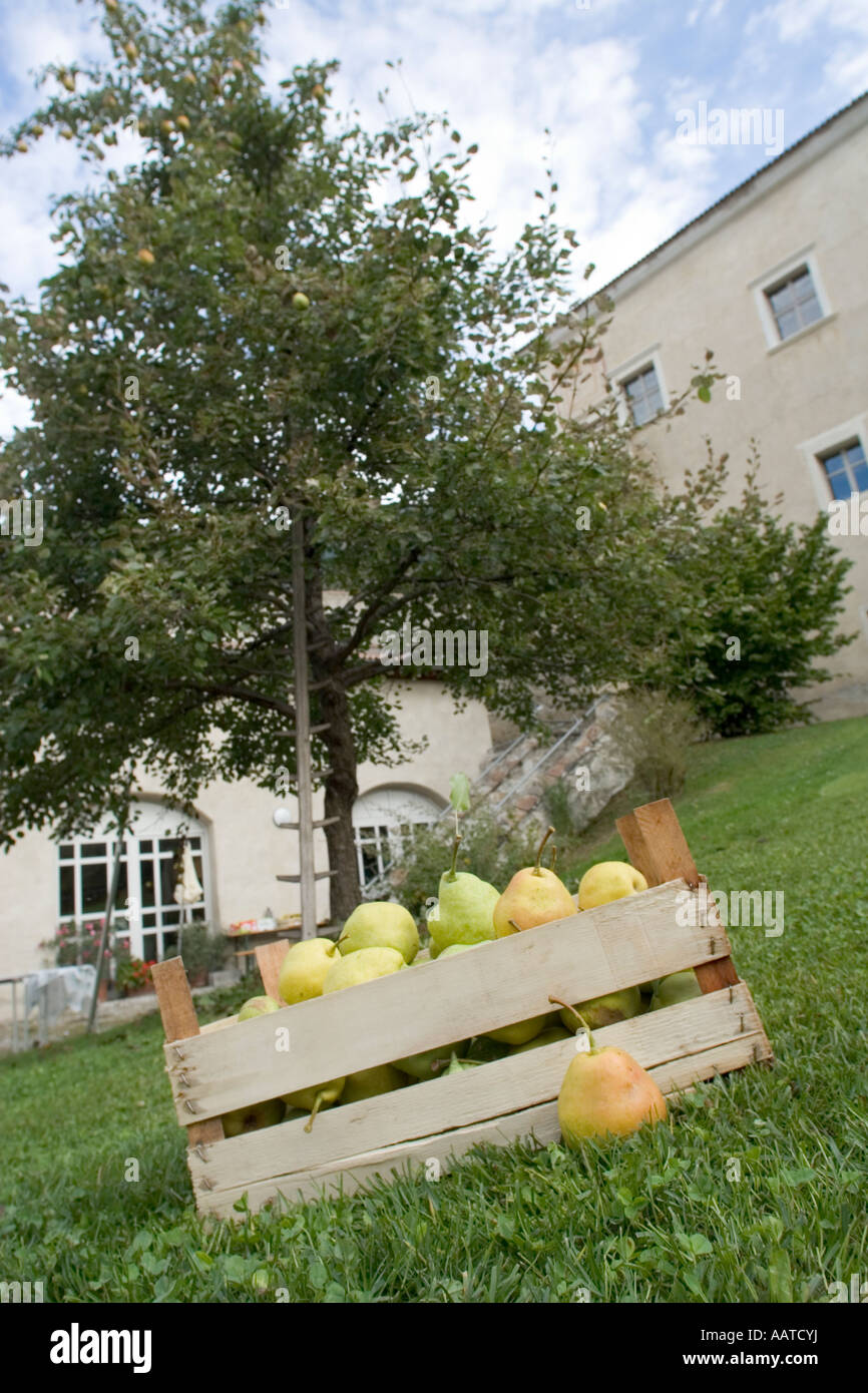 Pear tree in container hi-res stock photography and images - Alamy