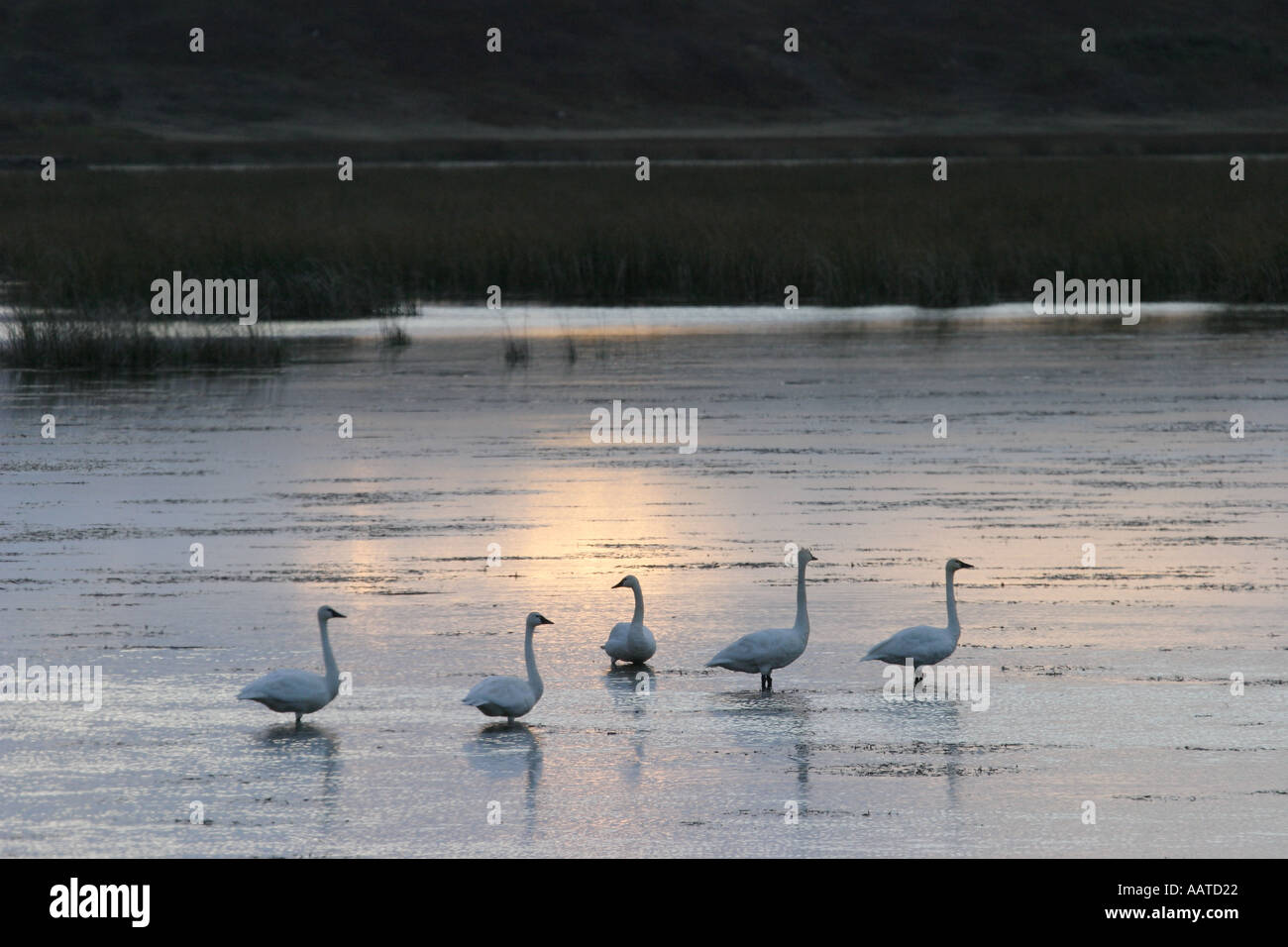 Eyebrow lake hi-res stock photography and images - Alamy