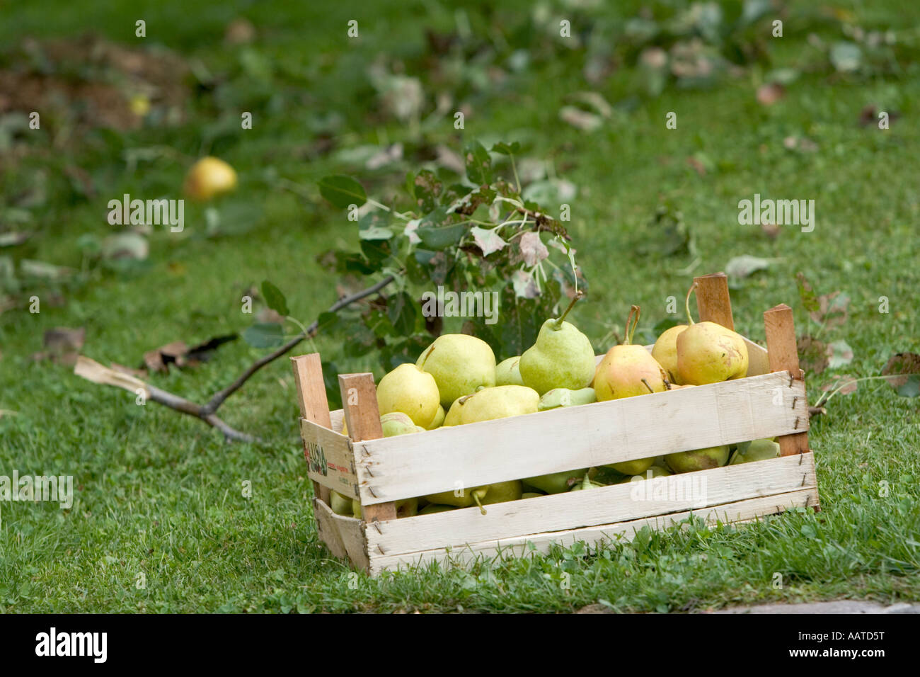Box of freshly picked comice pears, Italy Stock Photo - Alamy
