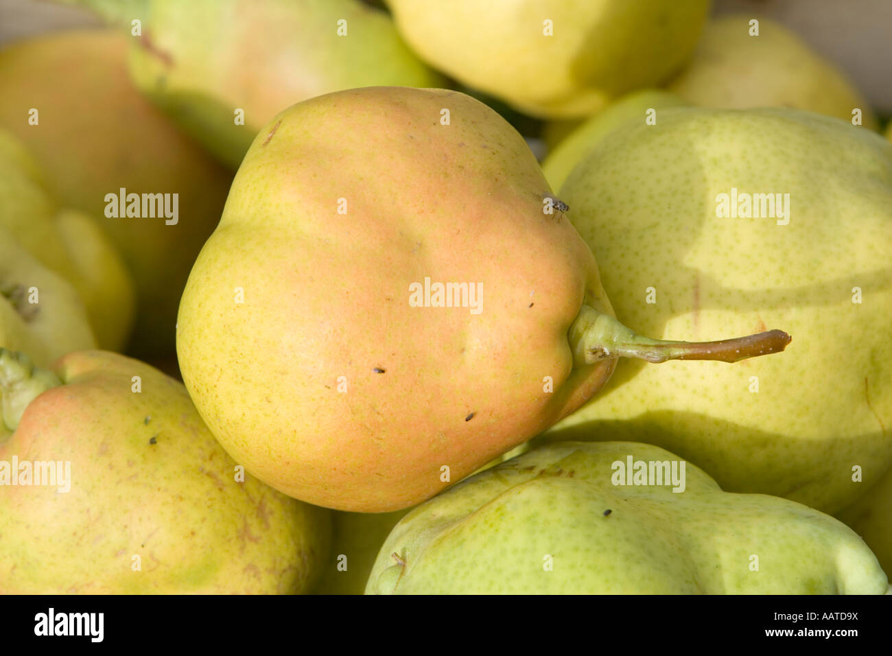 Freshly picked organic comice pears (Pyrus communis Stock Photo - Alamy