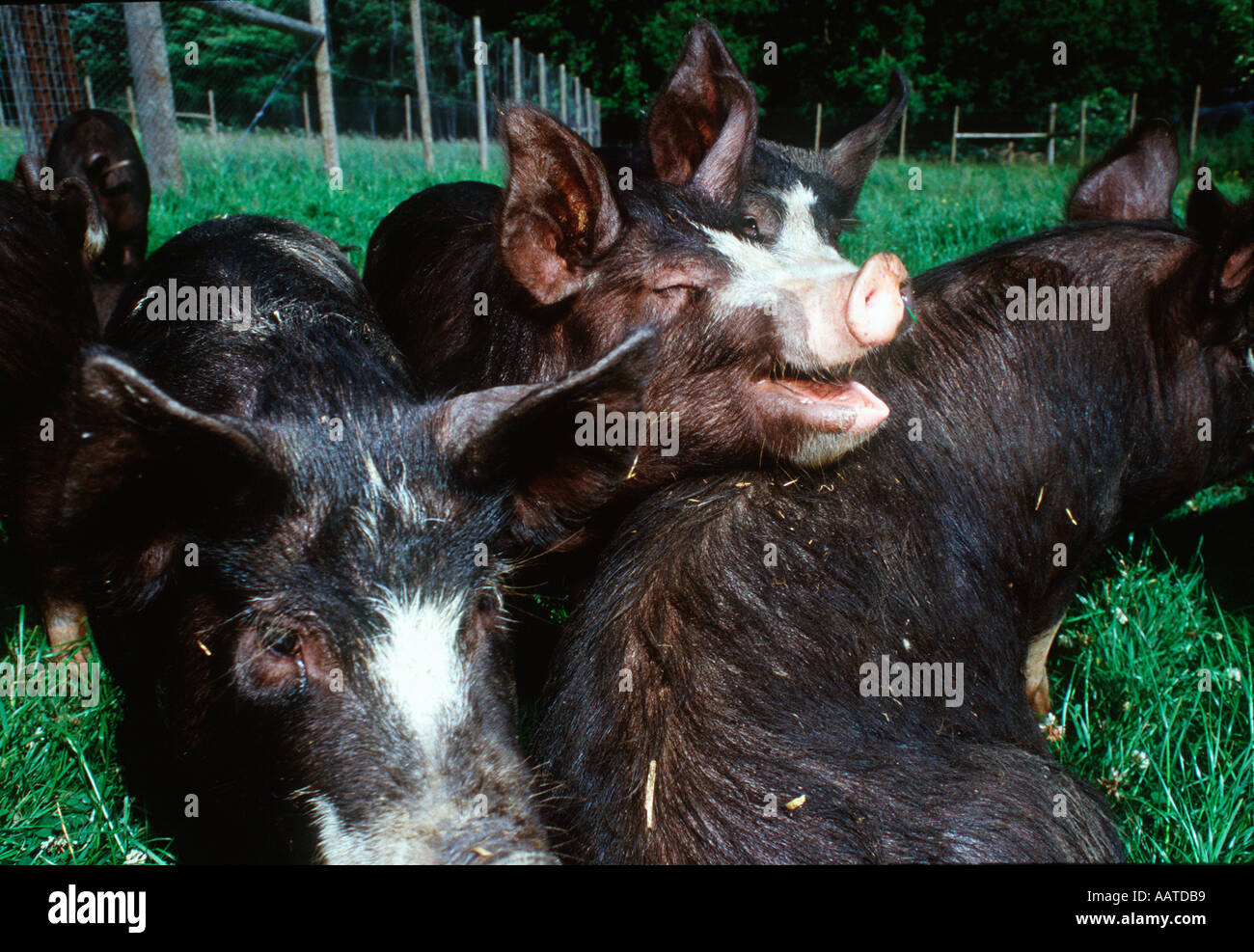 Organically raised pigs hi-res stock photography and images - Alamy