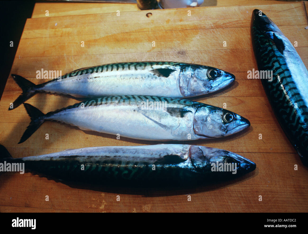 freshly caught Markeral fish Stock Photo - Alamy