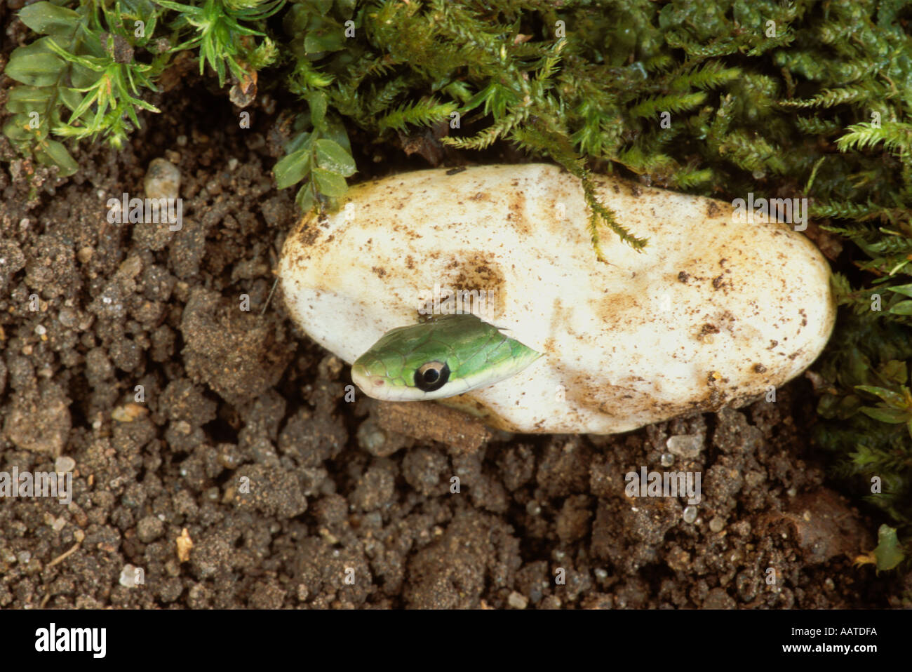 Snake eggs hatching hi-res stock photography and images - Alamy