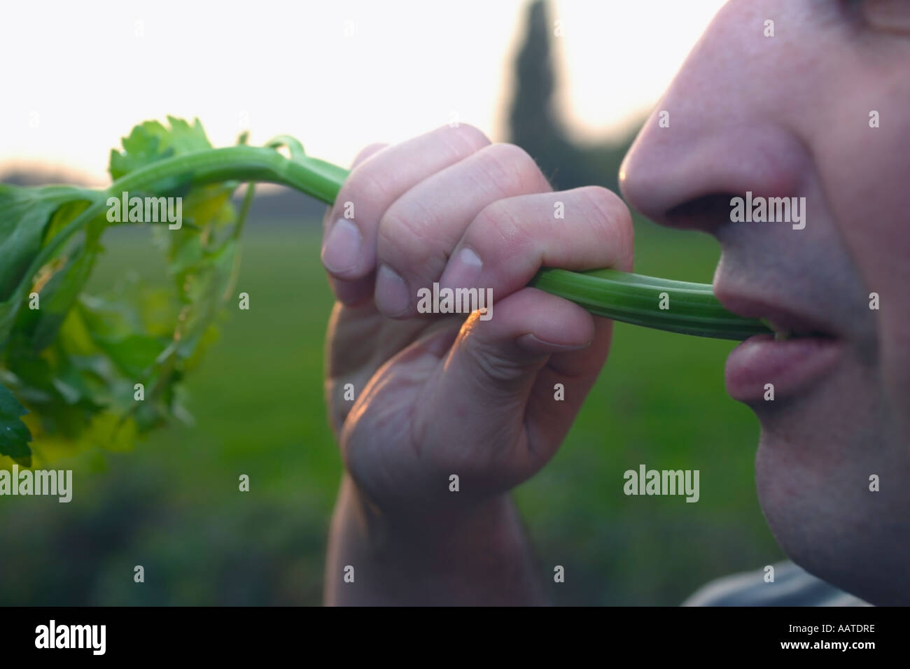Man eating celery stalks outdoors Stock Photo - Alamy