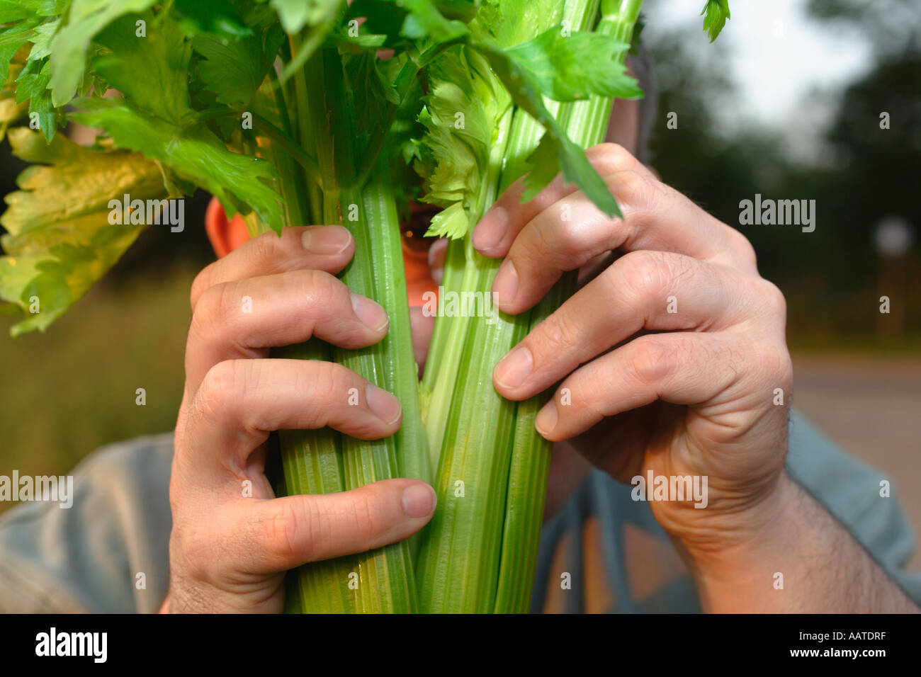 Man with celery Stock Photo - Alamy