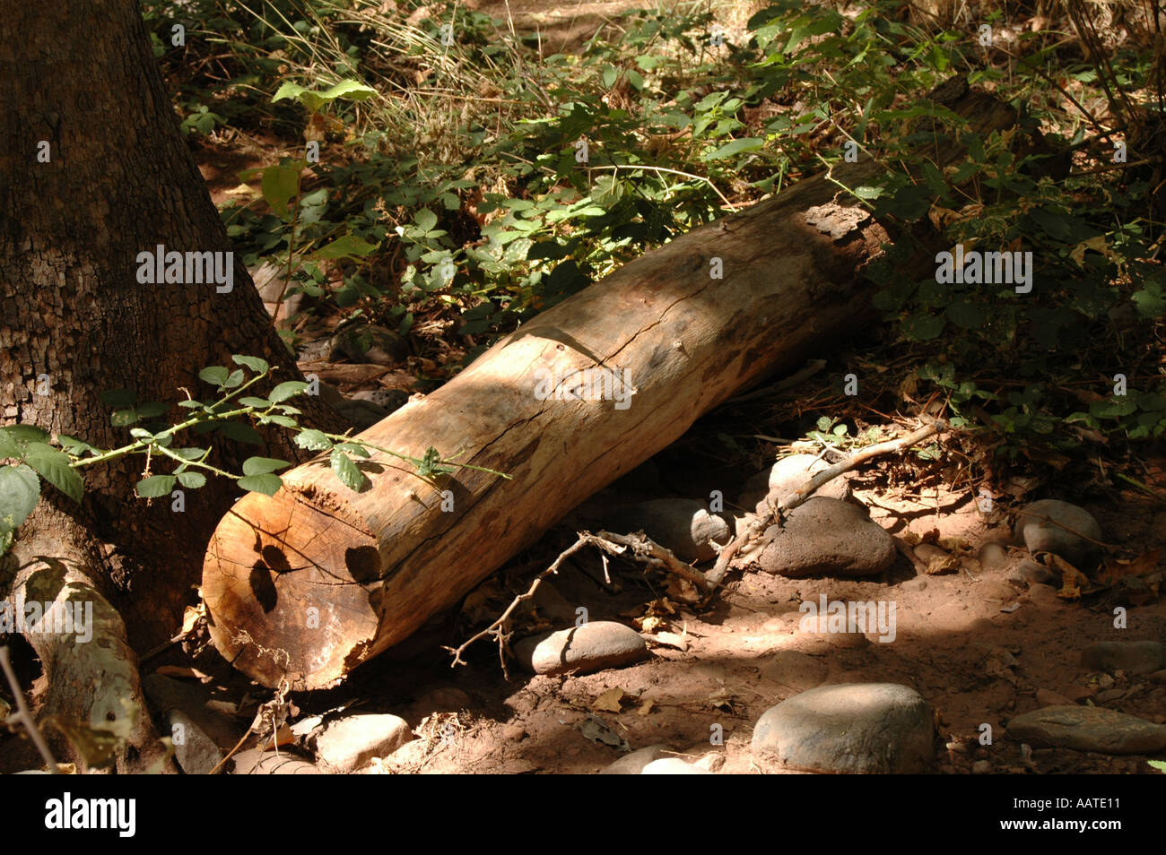 Fallen small tree hi-res stock photography and images - Alamy