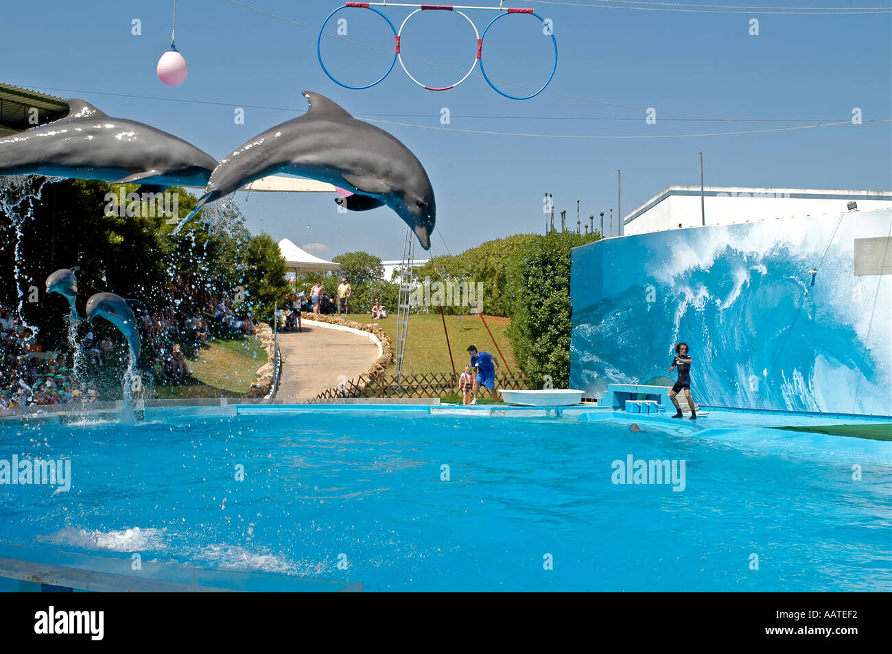 Zoo Marine Dolphins Stock Photo - Alamy