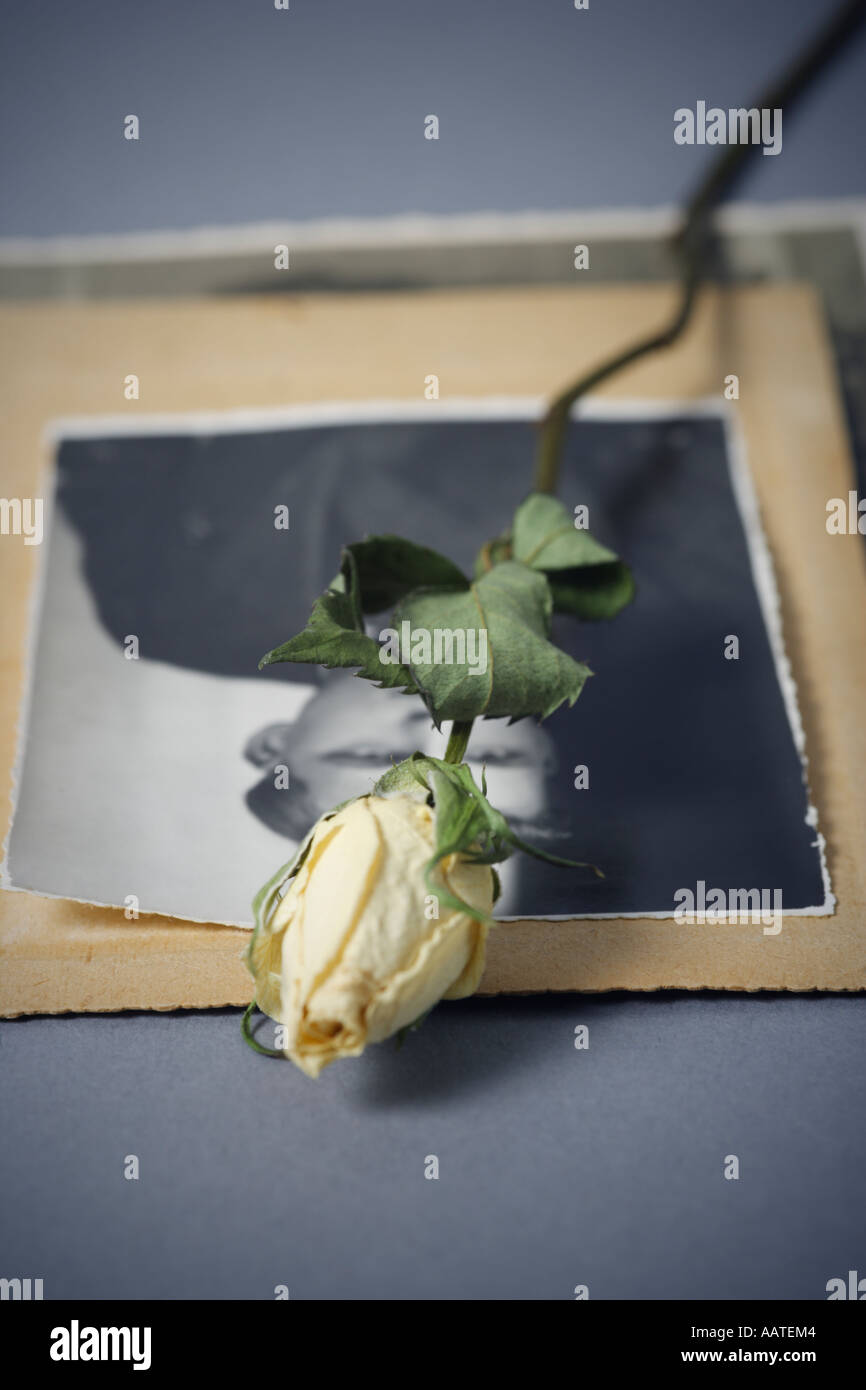 Old photograph and a wilted rose Stock Photo - Alamy
