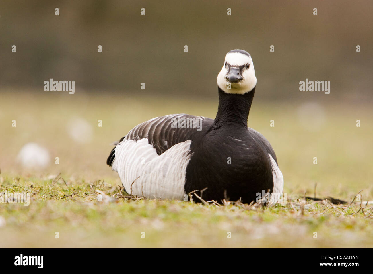 Barnacle Goose Branta leucopsis sitting Gloucestershire UK Stock Photo ...