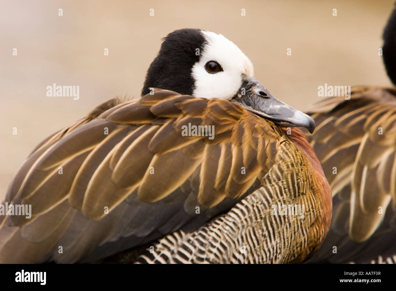 White faced tree ducks hi-res stock photography and images - Alamy