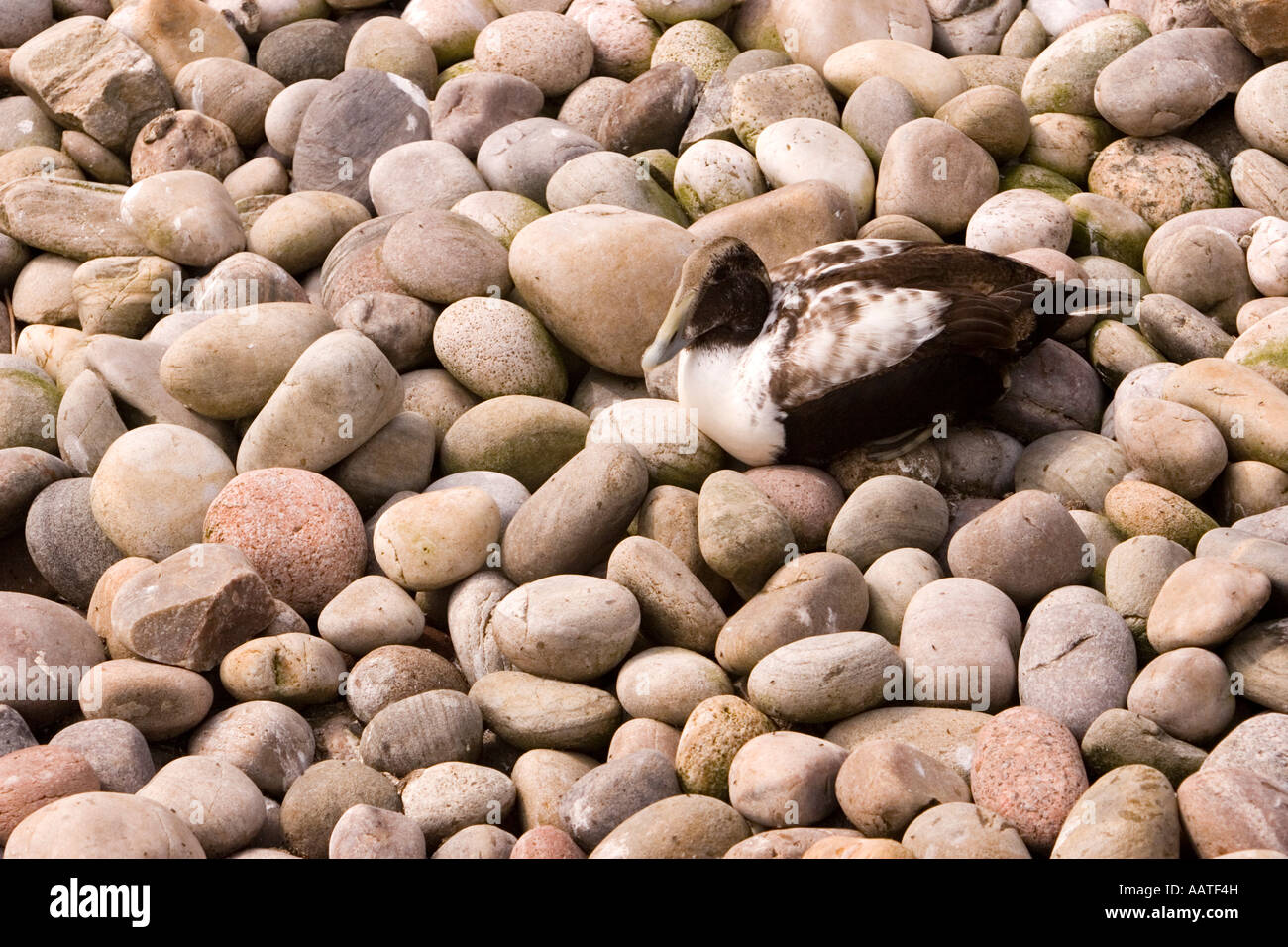 Piebald duck hi-res stock photography and images - Alamy