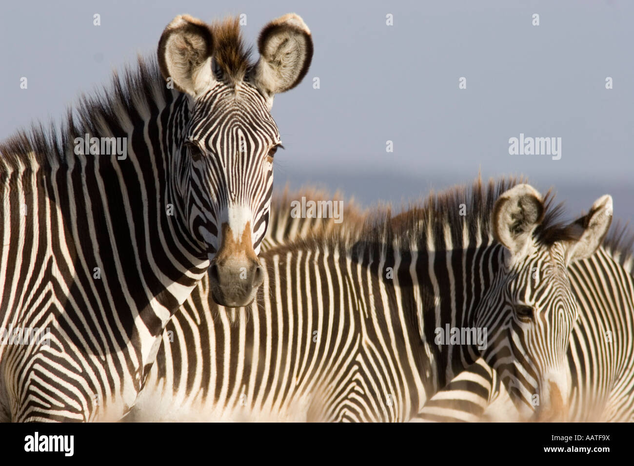 Grevy s Zebras Equus grevyi endangered Lewa Downs Kenya Stock Photo - Alamy