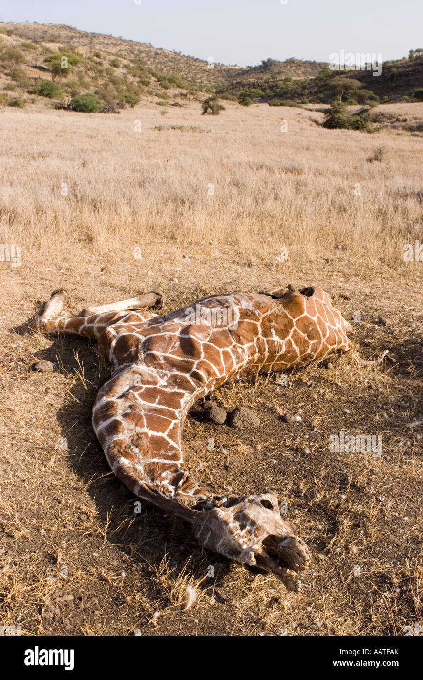Reticulated Giraffe Giraffa camelopardalis reticulata carcass Lewa ...