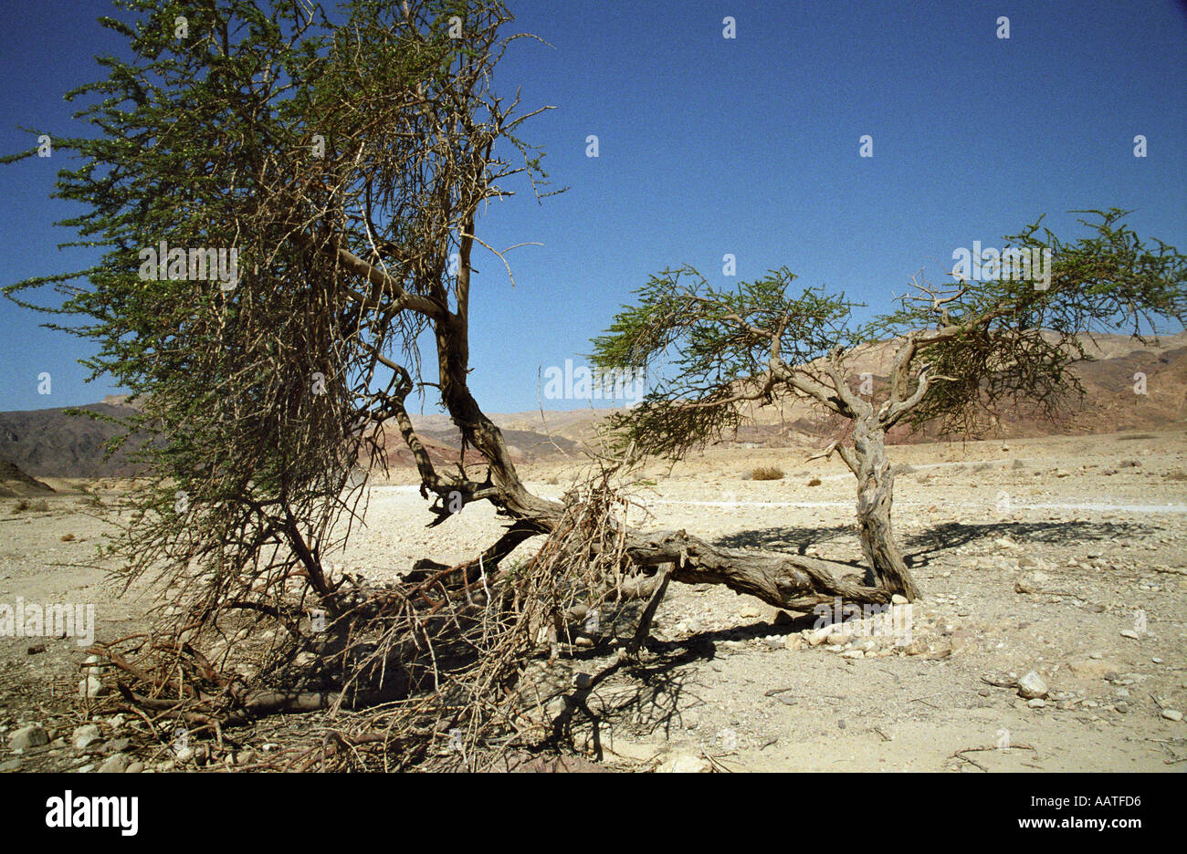 Acacia Tree in Desert 1 Stock Photo - Alamy
