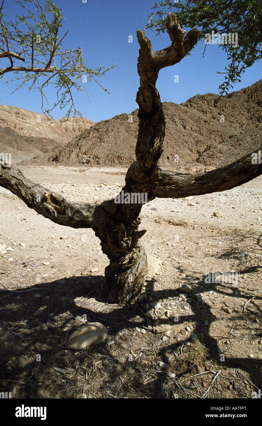 Desert Tree Composition 2 Stock Photo - Alamy