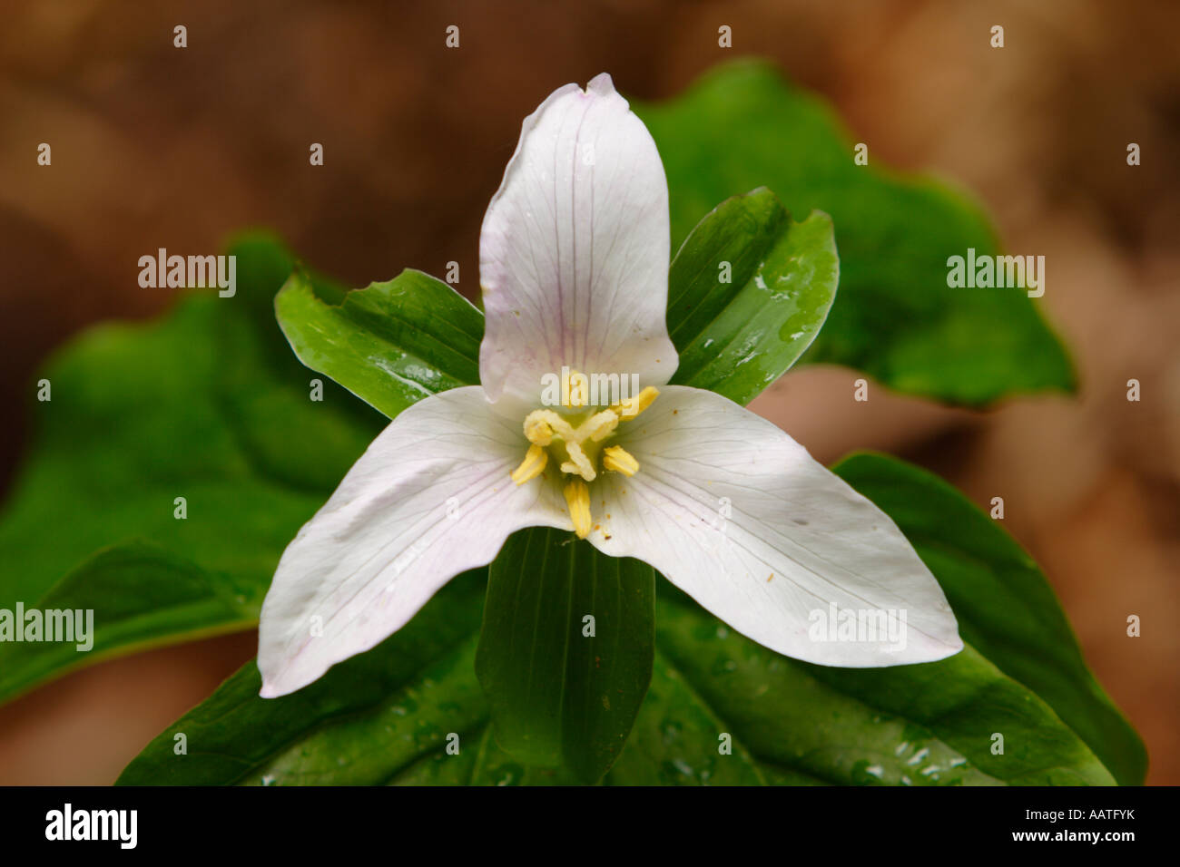 Prairie trillium hi-res stock photography and images - Alamy