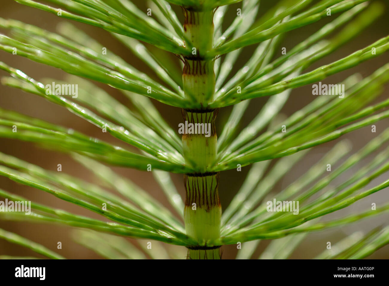 Horsetail stem and leaves close up Prairie Creek Redwoods State Park ...