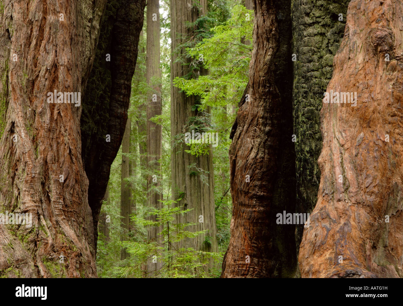 Coast Redwood trees (Sequoia sempervirens) through gap in fire damaged ...