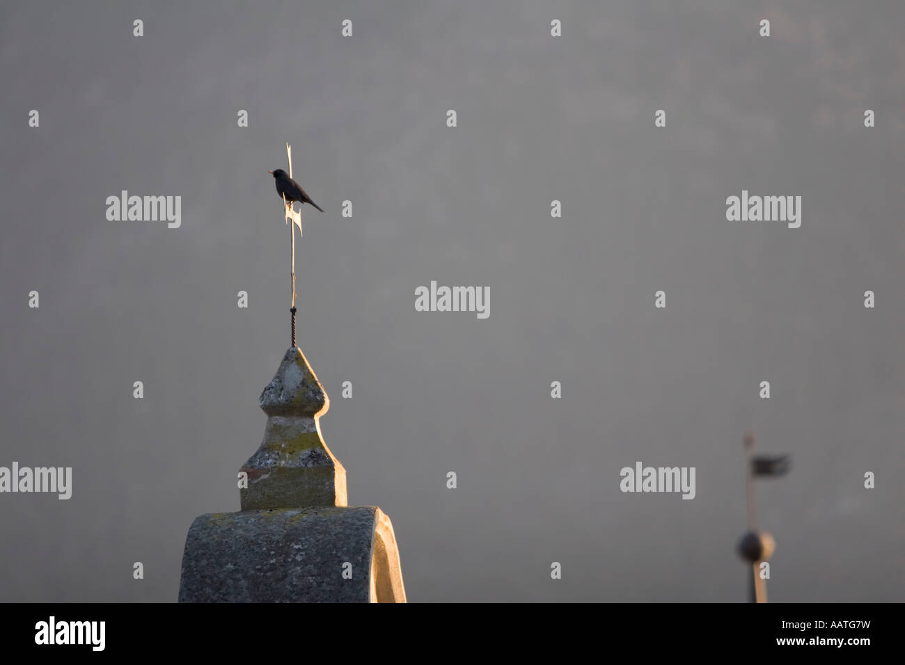 Blackbird singing from church cross of Coldrano Castle, South Tyrol ...