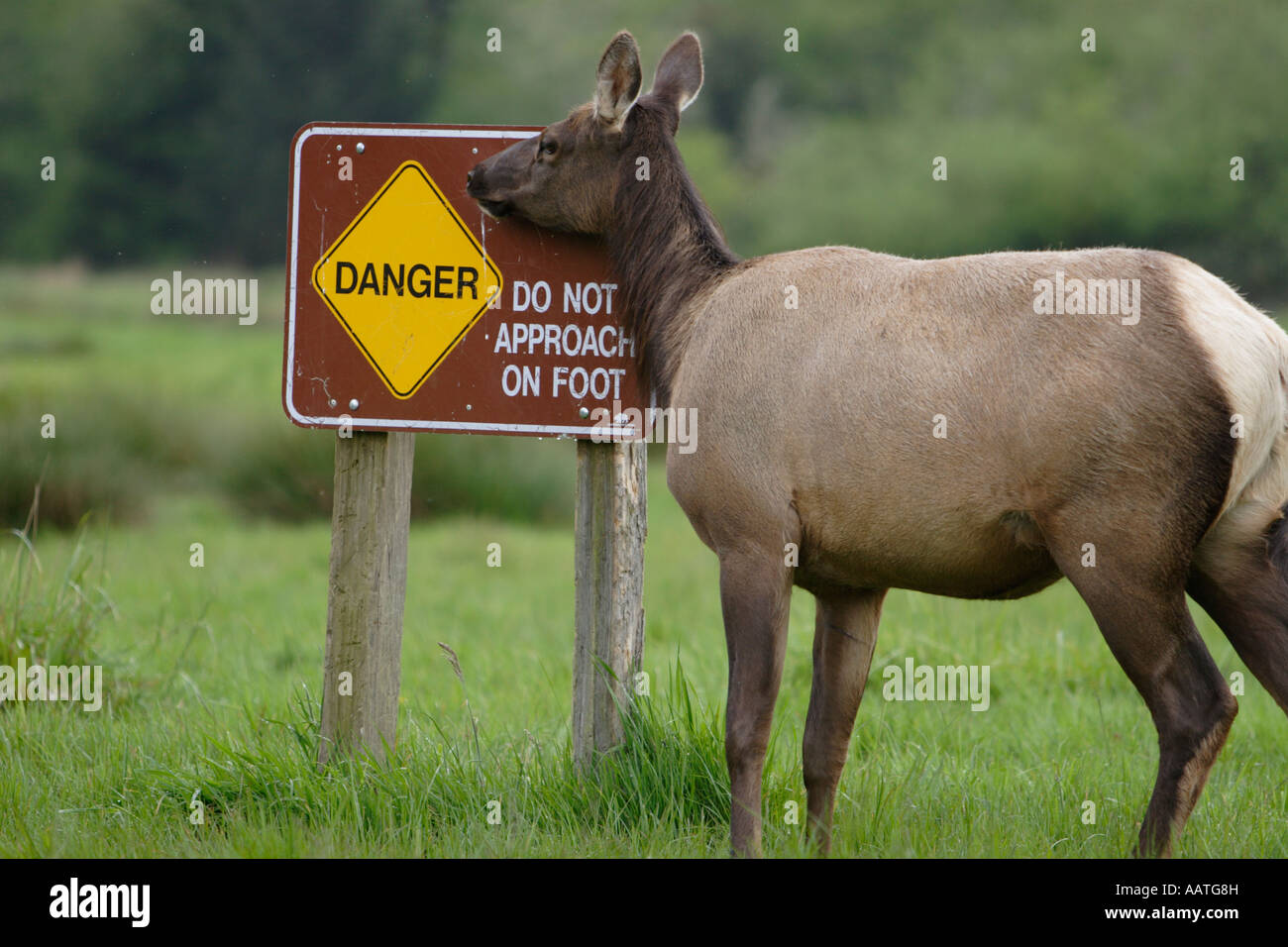 Elk warning hi-res stock photography and images - Alamy