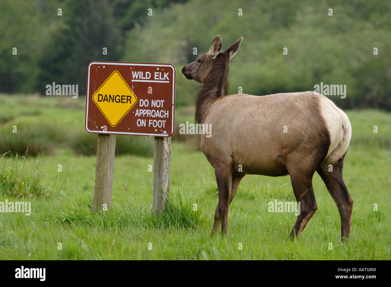 Roosevelt Elk Cervus elaphus roosevelti facing danger sign warning not ...