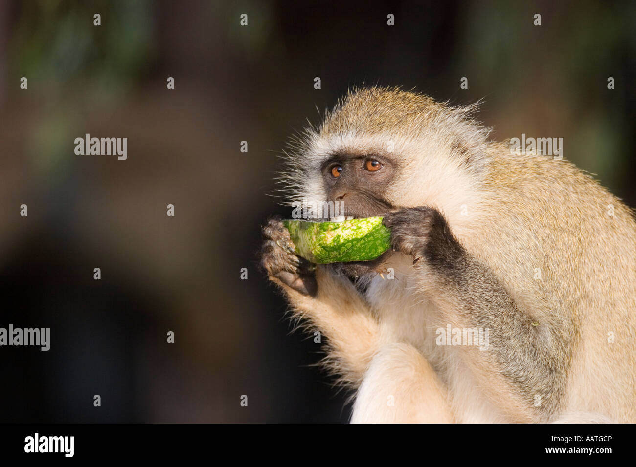 Vervet monkey Cercopithecus aethiops eating melon raided from bin Kenya ...