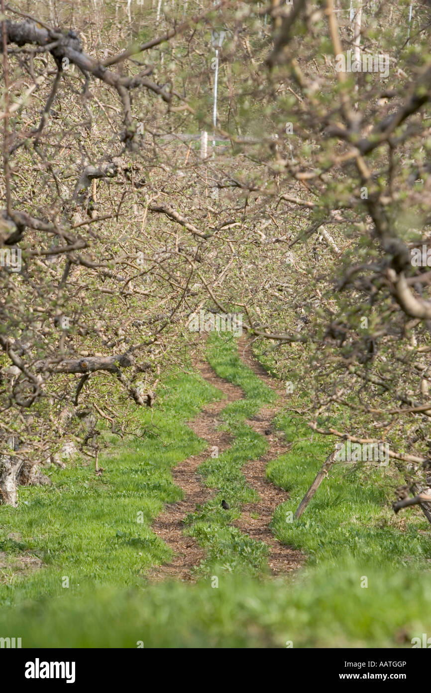Bird on farm tack between tight rows of intensively farmed apple trees ...