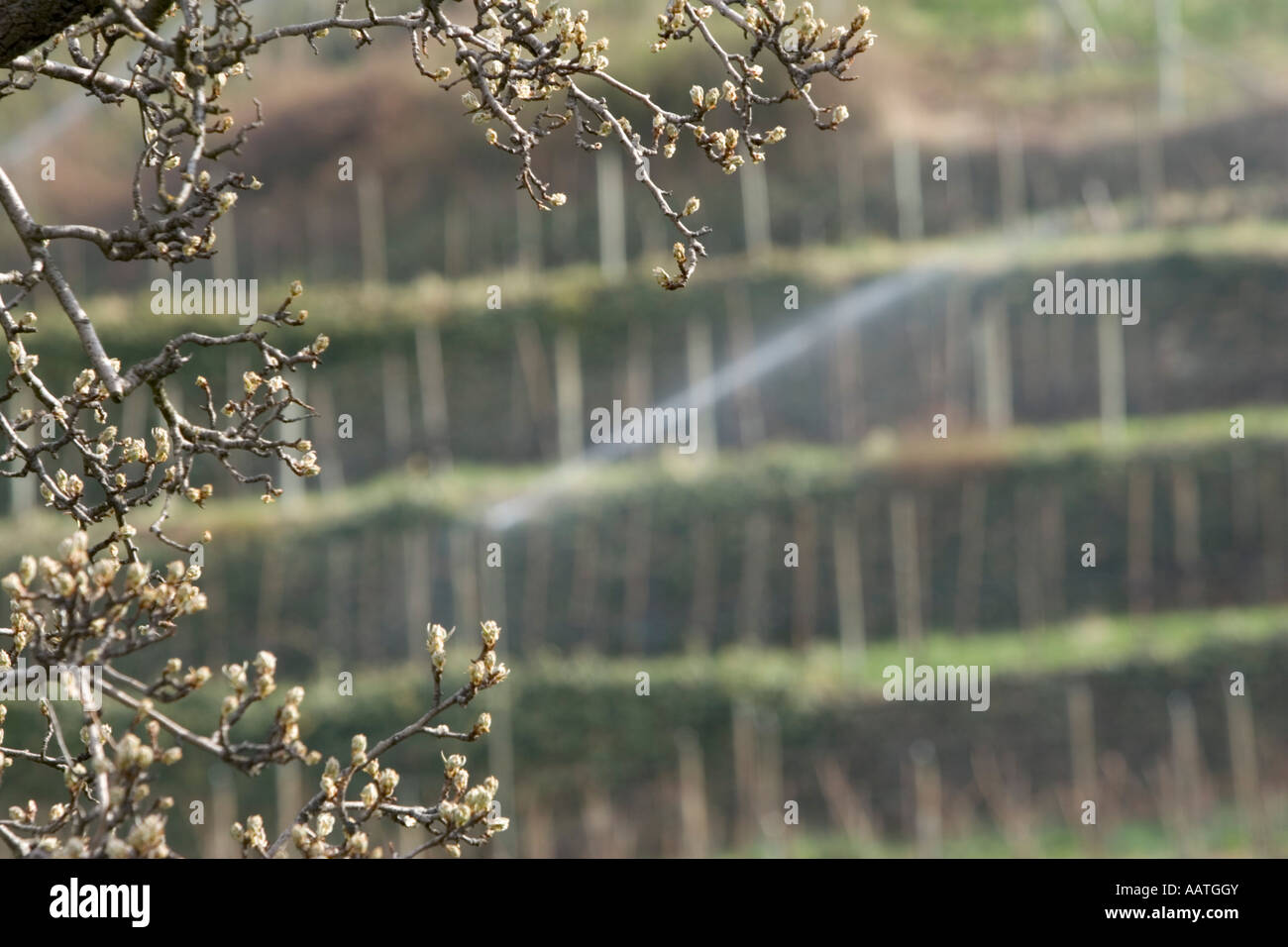 Budding spring irrigation vineyard hi-res stock photography and images ...