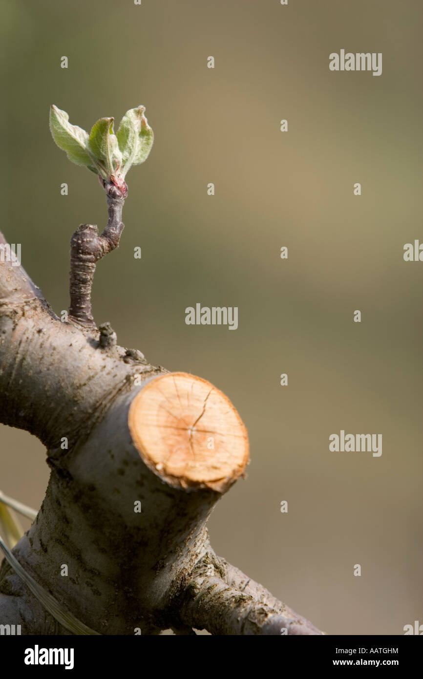 Pruned apple tree hi-res stock photography and images - Alamy